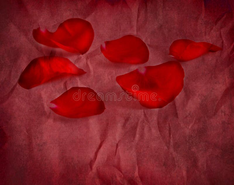 Rose Petals stock image. Image of light, beautiful, close - 18221839