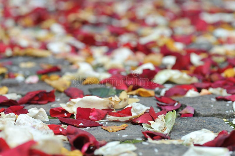 Petals of the Roses on the Floor Stock Image - Image of lying, nature ...