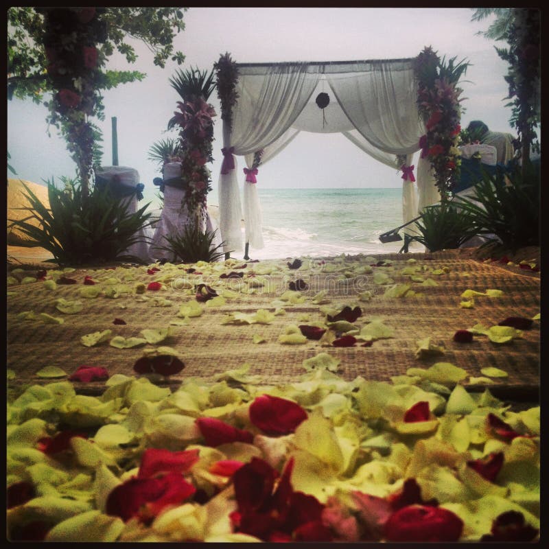 Rose petals stock photo. Image of wedding, rose, walk - 51432628