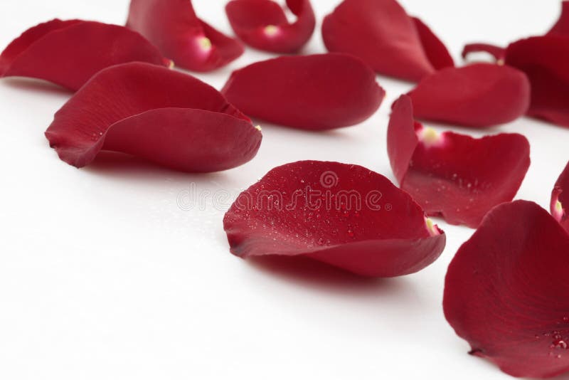 Rose Petals on White Background Stock Image - Image of selective, focus ...