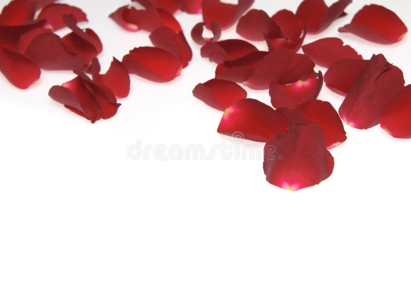 Rose Petals on White Background Stock Photo - Image of macro, floral ...