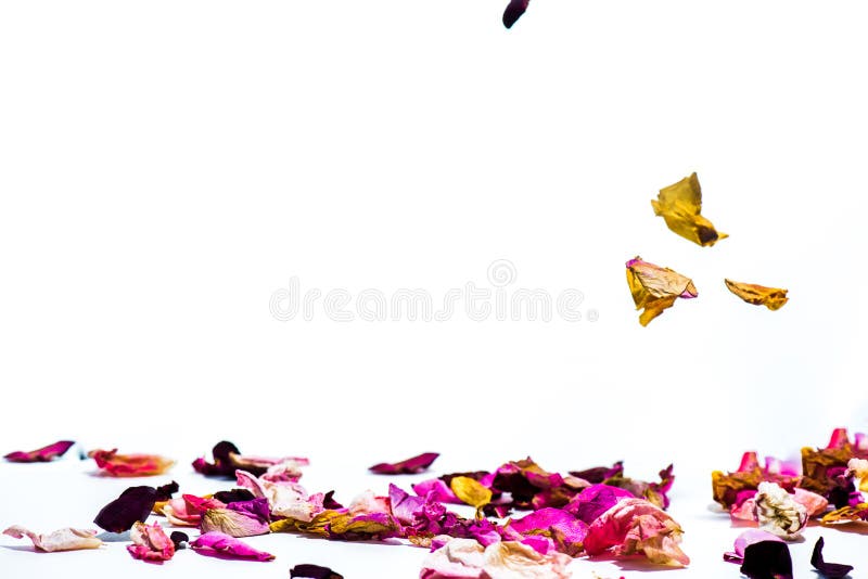 Rose Petals on a White Background Stock Image - Image of emotion ...