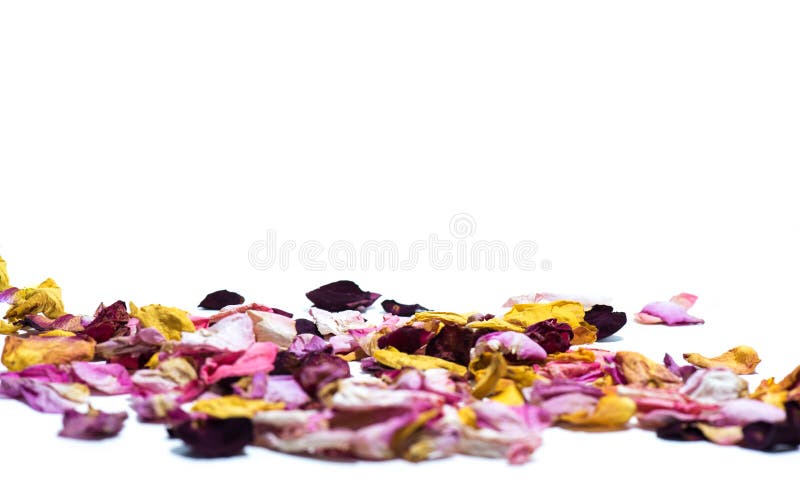 Rose Petals on a White Background Stock Image - Image of emotion ...