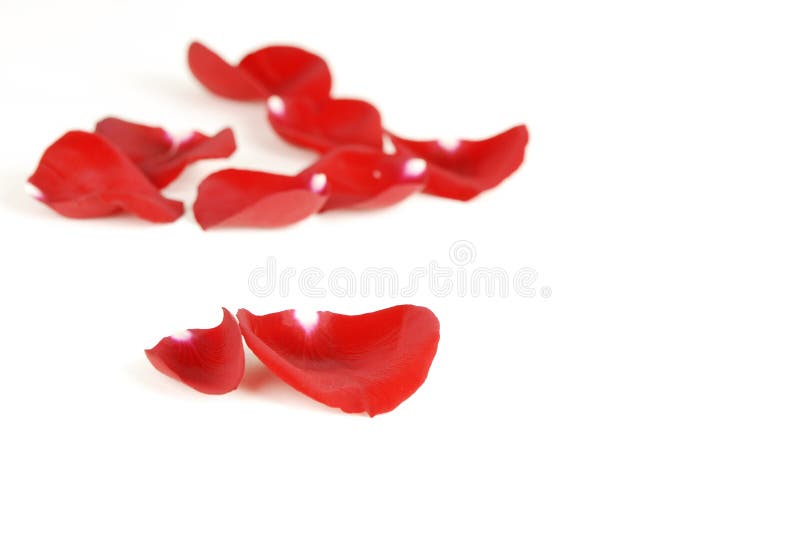 Rose Petals on White Background Stock Image - Image of pattern ...