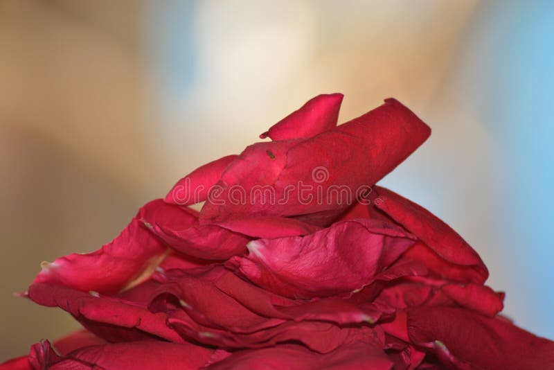 ROSE petel stock photo. Image of leaf, rose, side, flower - 85876226
