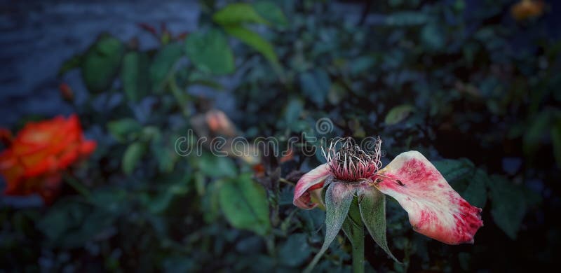 Rose pettle stock photo. Image of single, pettle, moments - 143103424