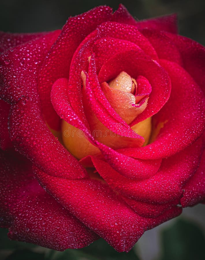 Rose stock photo. Image of drop, orange, summer, bright - 194863876