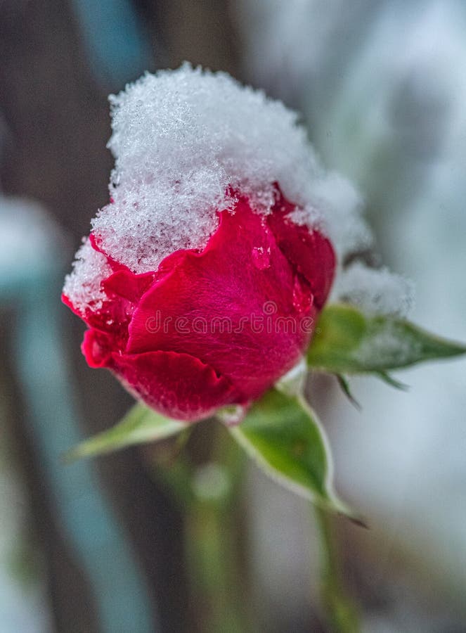 Rose stock photo. Image of pink, green, brown, bright - 307449446