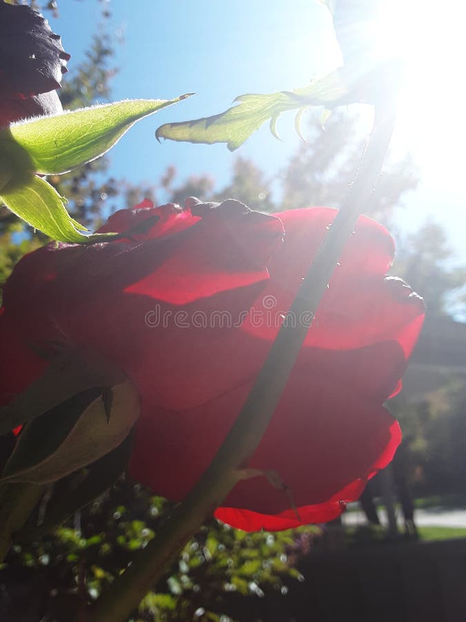 Rose Photography Sun Red Roses Stock Image - Image of roses, rose ...
