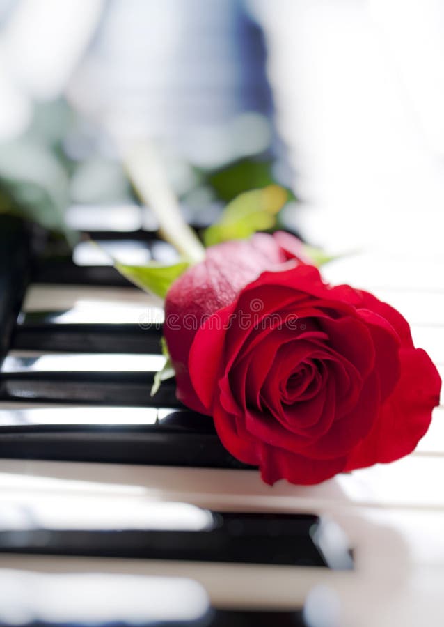Rose and piano stock image. Image of white, sheet, flower - 18392395