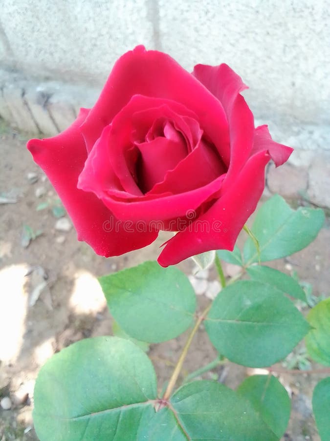 Beautiful Rise picture stock image. Image of plant, leaf - 315365919