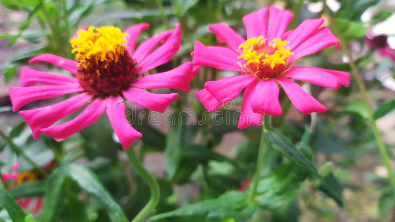 Rose picture pink stock photo. Image of plant, blossom - 207688514