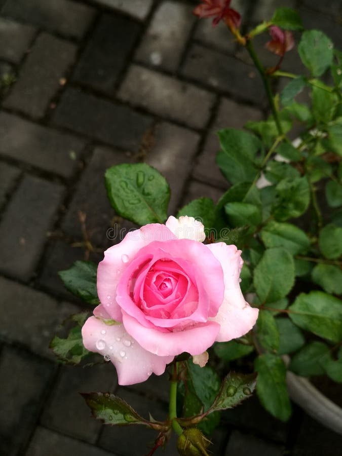 323 Ping Rose Stock Photos - Free & Royalty-Free Stock Photos from ...