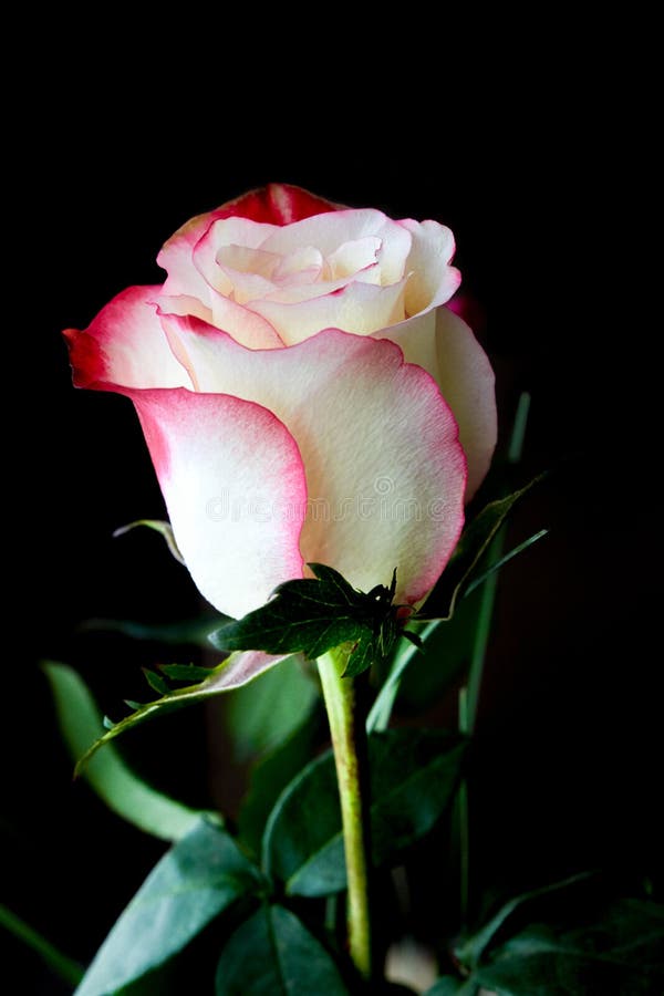 Rose Pink bicolor stock photo. Image of design, concept - 69702874