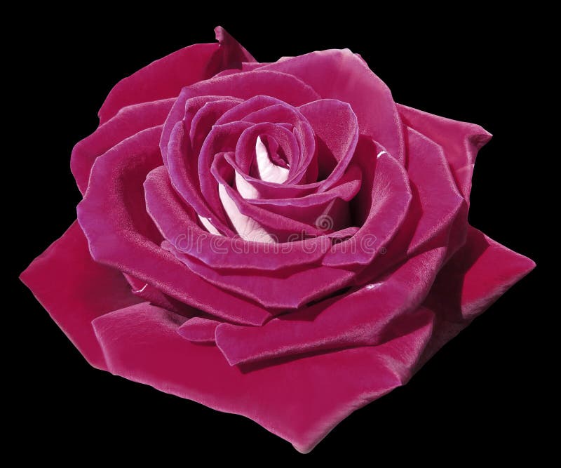 Rose Pink on the Black Isolated Background with Clipping Path. Closeup ...