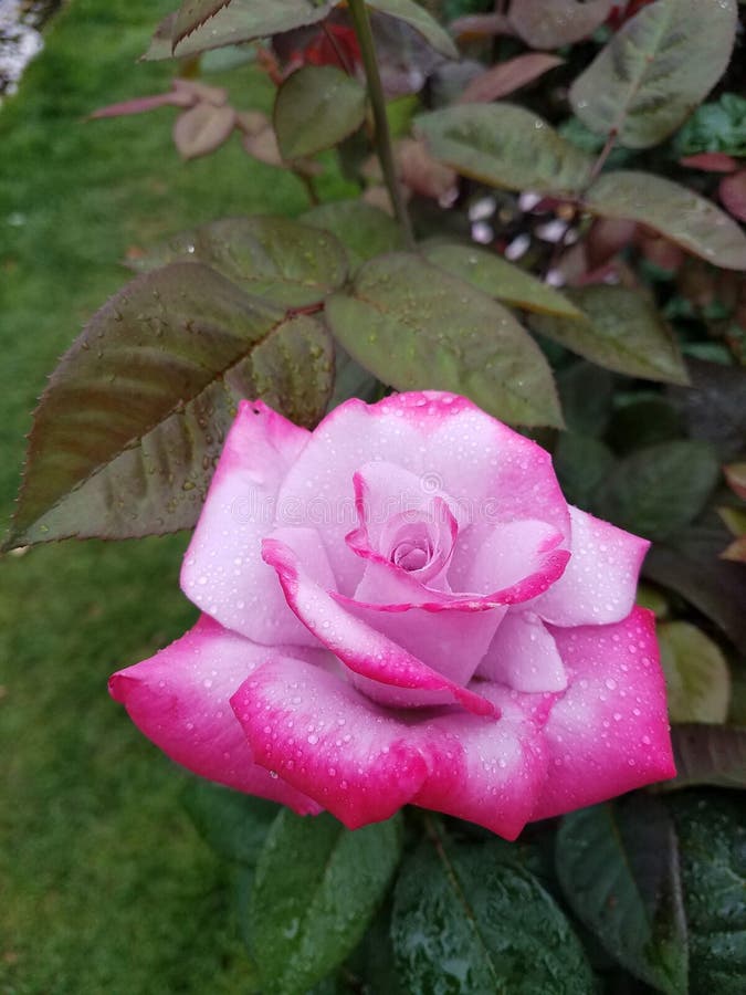 Rose with pink essence stock photo. Image of essence - 124748716