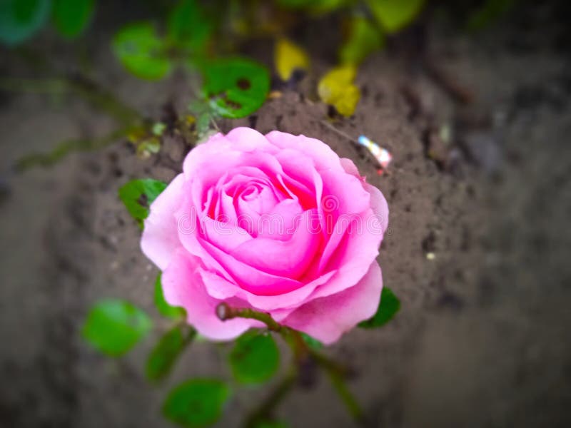 Rose, pink, flover. stock photo. Image of shrub, petal - 201120022