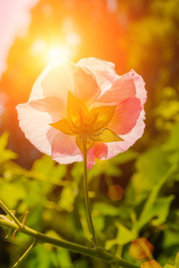 Rose Pink Flower Against Sunset Light Feeling Lonely Stock Photo ...