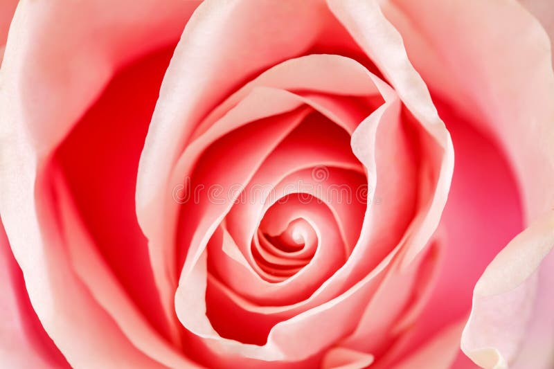Rose Pink Flower, Open Bud Close-up, Top View, Selective Focus Stock ...