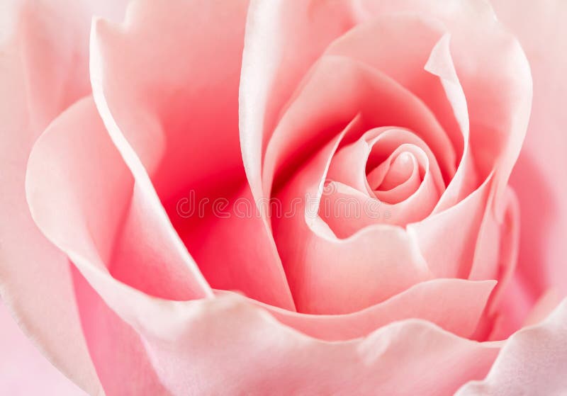 Rose Pink Flower, Open Petals Bud Close-up, Top View, Selective Focus ...