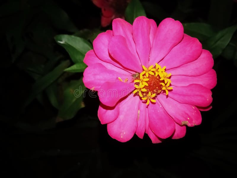 Rose Pink Flower Pinky Beautiful Night Stock Photo - Image of lily ...