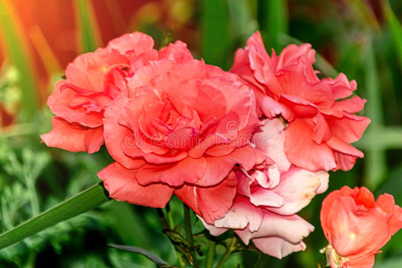 Rose Pink Grows on a Background of Greenery Stock Image - Image of ...