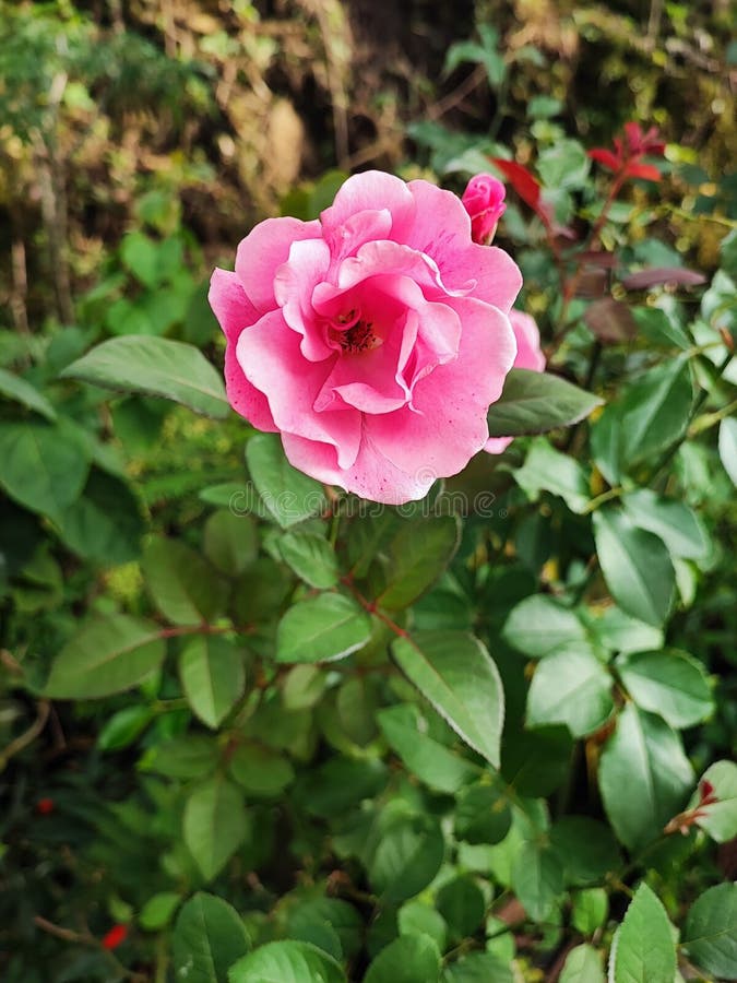 Rose Pink stock photo. Image of pink, green, rose, nature - 261959028