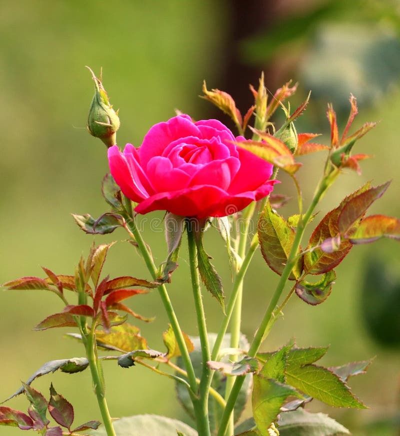 Rose stock image. Image of wildflower, buda, pink, flower - 218823367