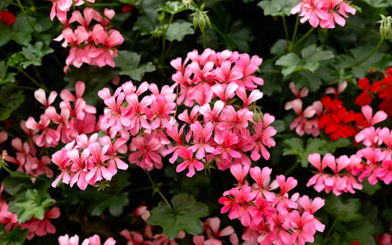 Rose Pink Pelargonium Geranium Flower in Summer Garden Stock Photo ...