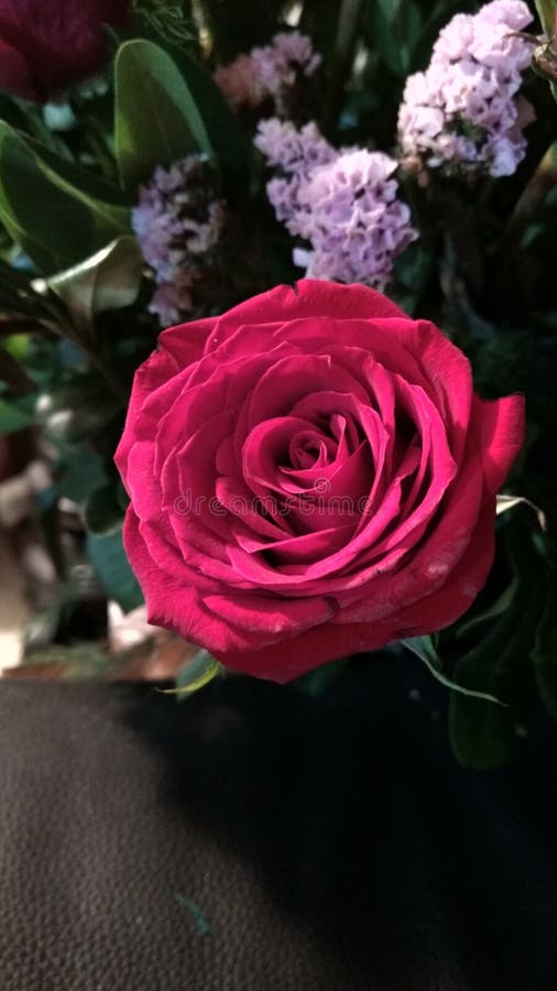 Rose stock image. Image of rosa, pinkred, rose, flower - 93131403