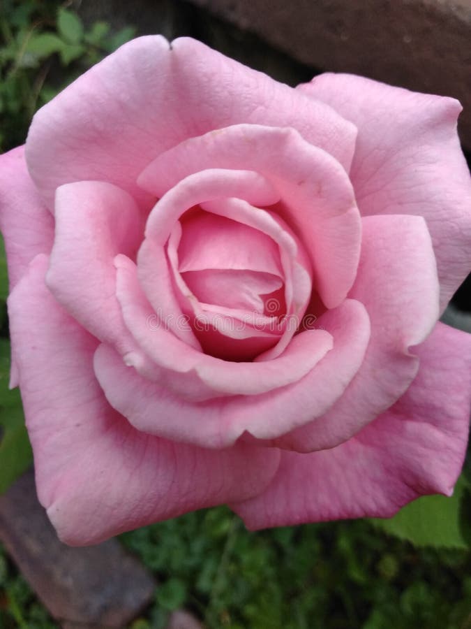 Large Beautiful Pink Rose stock photo. Image of rose - 130975532