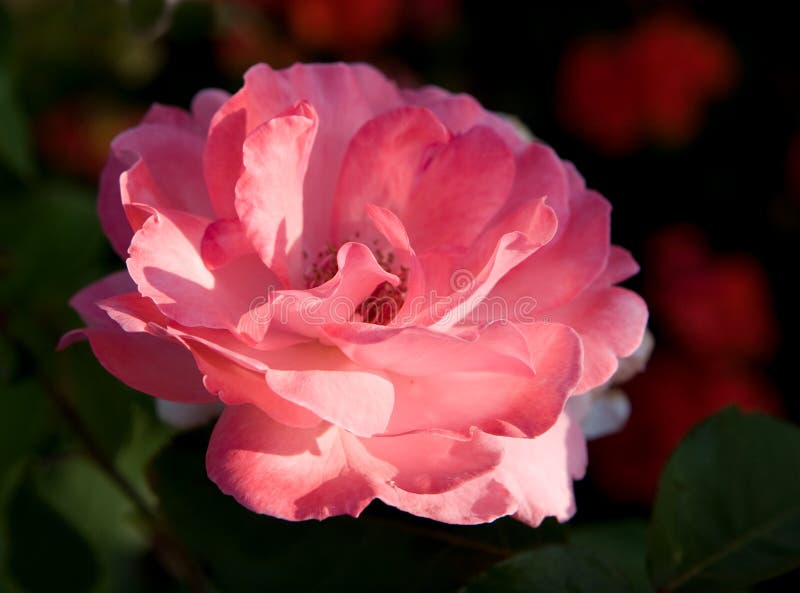 Rose stock image. Image of pink, beauty, rose, flower - 188909807