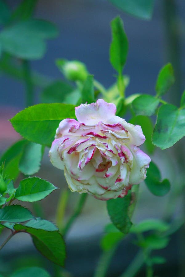 Rose stock photo. Image of tree, flowers, pink, roses - 110595076