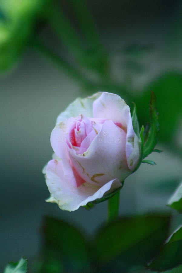 Rose stock photo. Image of tree, roses, rose, pink, flowers - 110595124