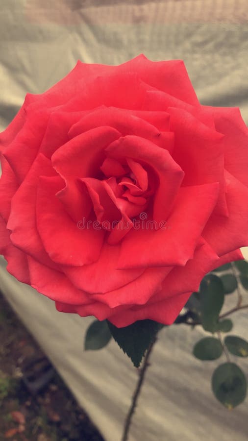 Rose stock photo. Image of flower, rosemery, pink, rosmery - 180203282