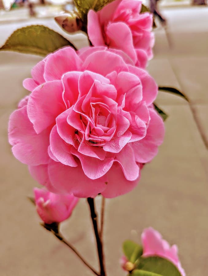 Rose pink stem stock image. Image of purple, flower - 274001579