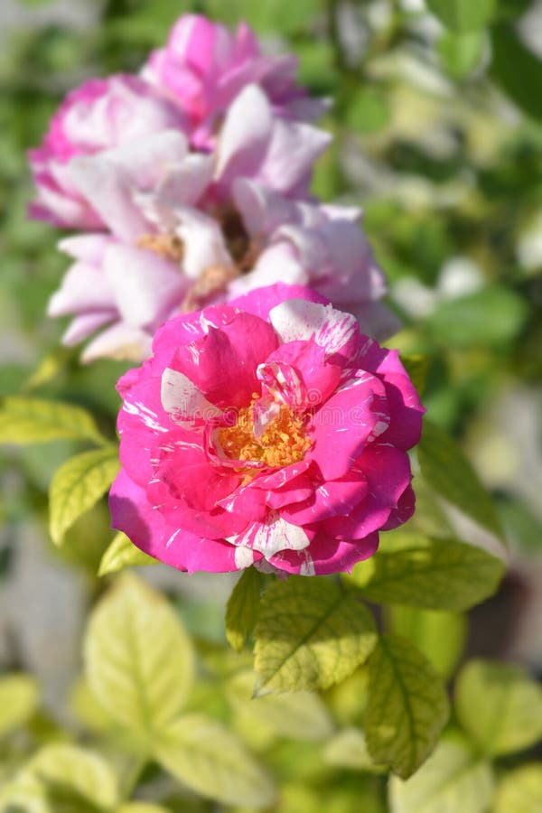 Rose Pink Tiger stock photo. Image of white, garden - 298033498