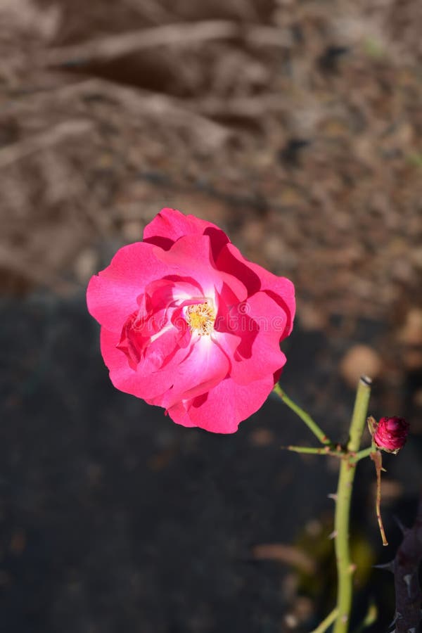 Rose Pink Tom stock image. Image of hybrid, outdoors - 347491113