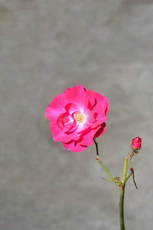 Rosa Tom Stock Photos - Free & Royalty-Free Stock Photos from Dreamstime