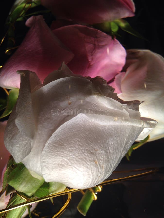 Rose pink trapped 4 stock photo. Image of flower, pink - 42953438