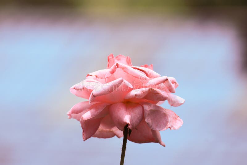 A Rose in Pink Under a Blurred Pink Background Stock Image - Image of ...
