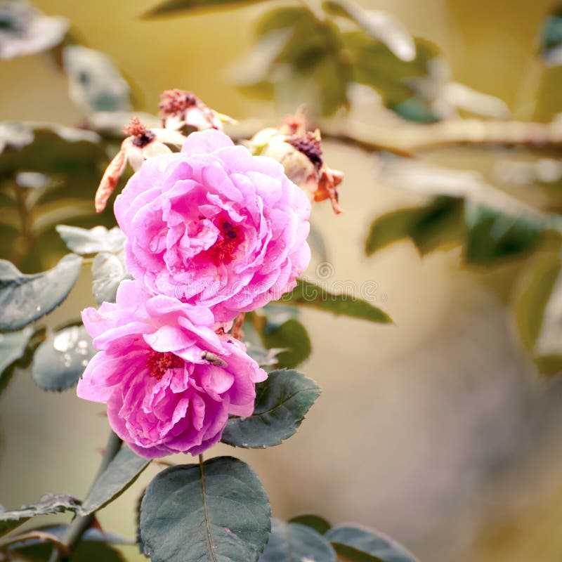 Rose stock photo. Image of rose, park, summer, faded - 45313362