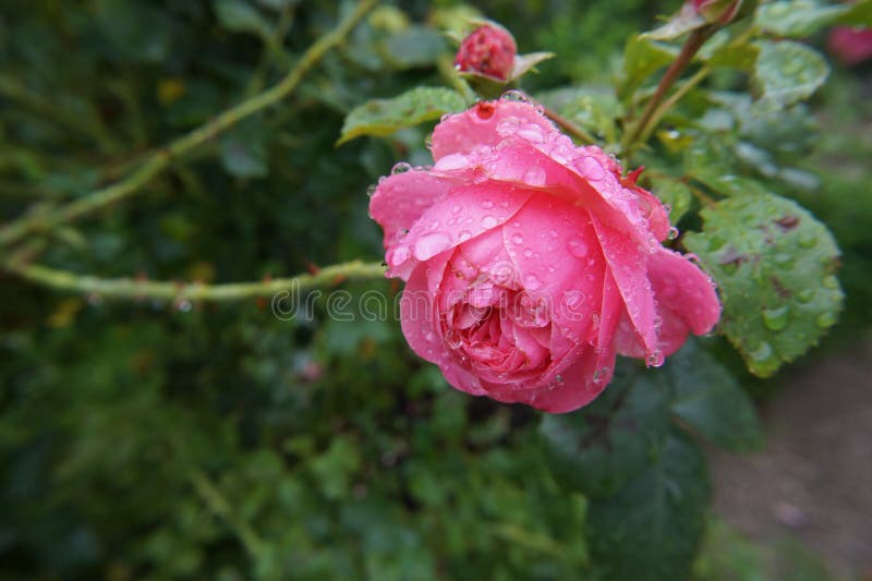 Rose pink wet stock photo. Image of moisture, subshrub - 98933144