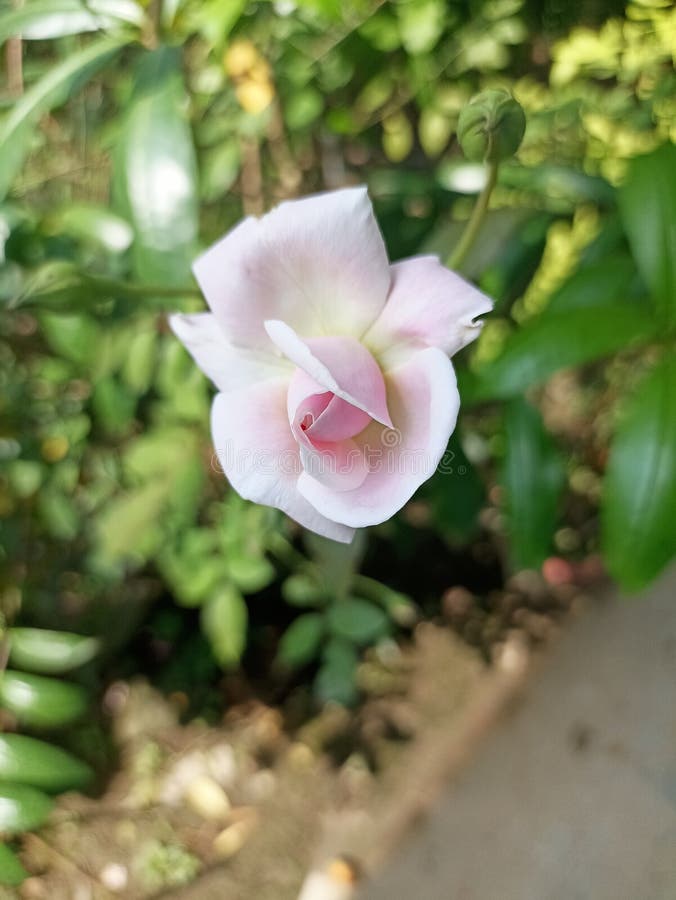 Rose, Pink Rose, Winter Rose, Beautiful Pink Rose, Winter Season Rose ...