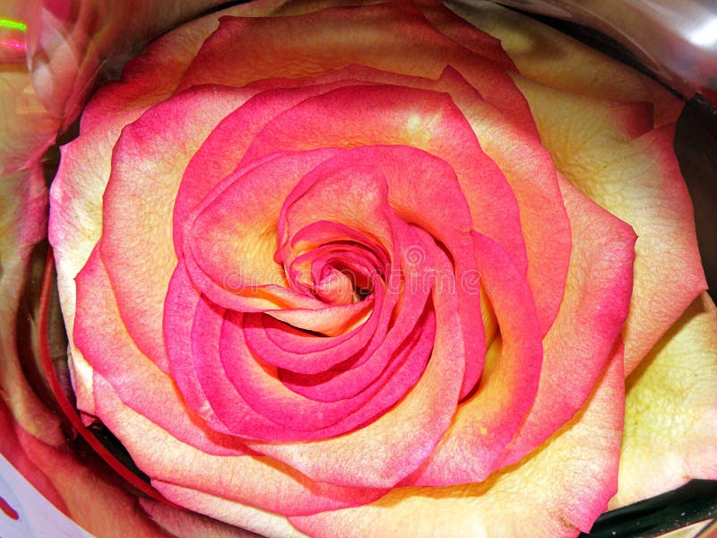 Rose pink-yellow color stock photo. Image of flora, bloom - 134830666
