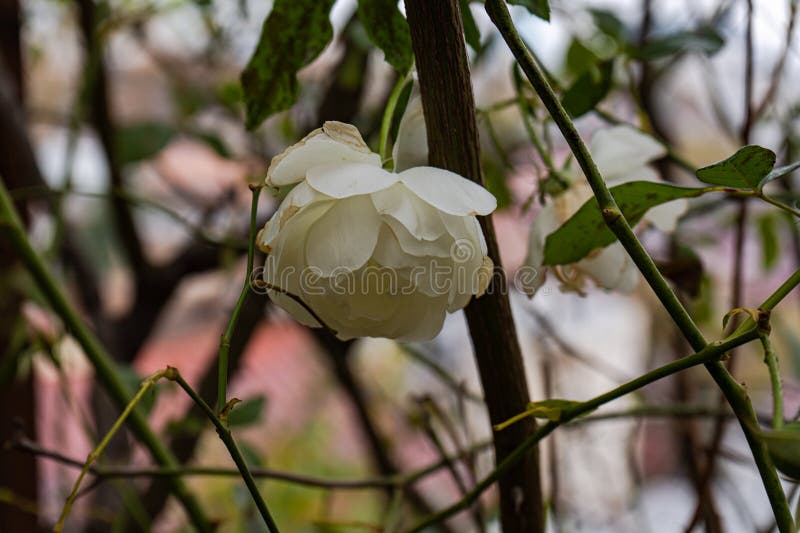 Rose Plant Flowering in the Raining Day Stock Photo - Image of nature ...