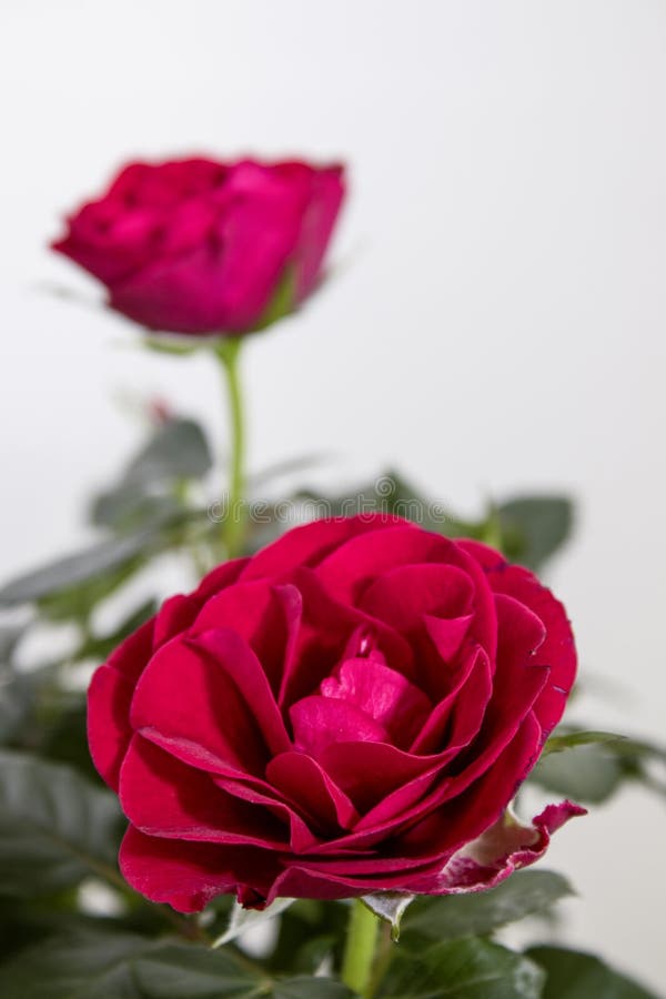 Rose Plant Full of Detailed Red Roses Stock Photo - Image of valentine ...