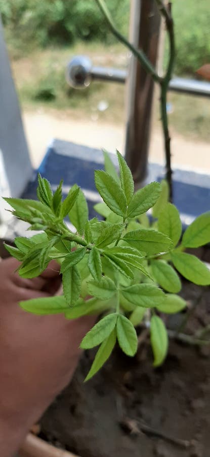 Rose plant leaves stock photo. Image of rose, branch - 181486310