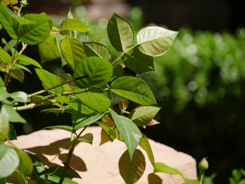 Rose plant leaves stock photo. Image of romance, fresh - 153733286