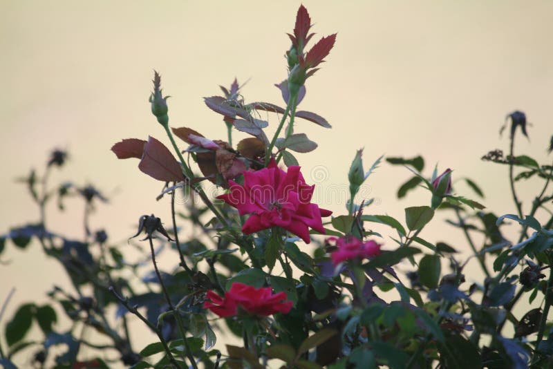 Rose stock photo. Image of plant, green, rose, life - 155958534